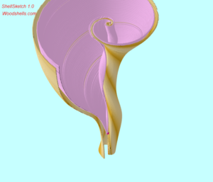woodshells.com – Home of Shell Sketch